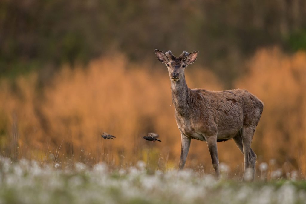 Exclusive trophy hunts in Slovakia | Besthunting
